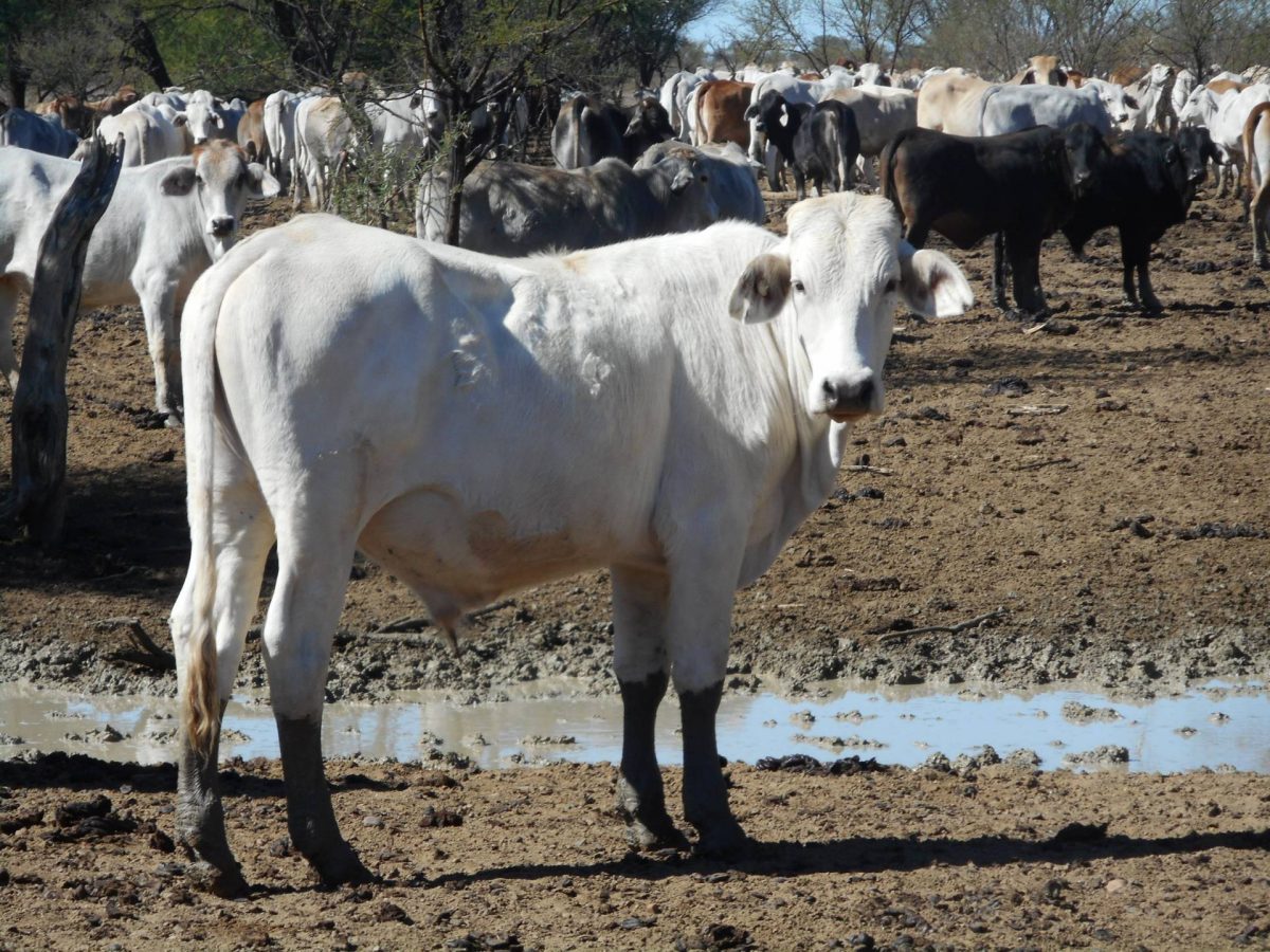 Livestock Archive - Kennedy Rural