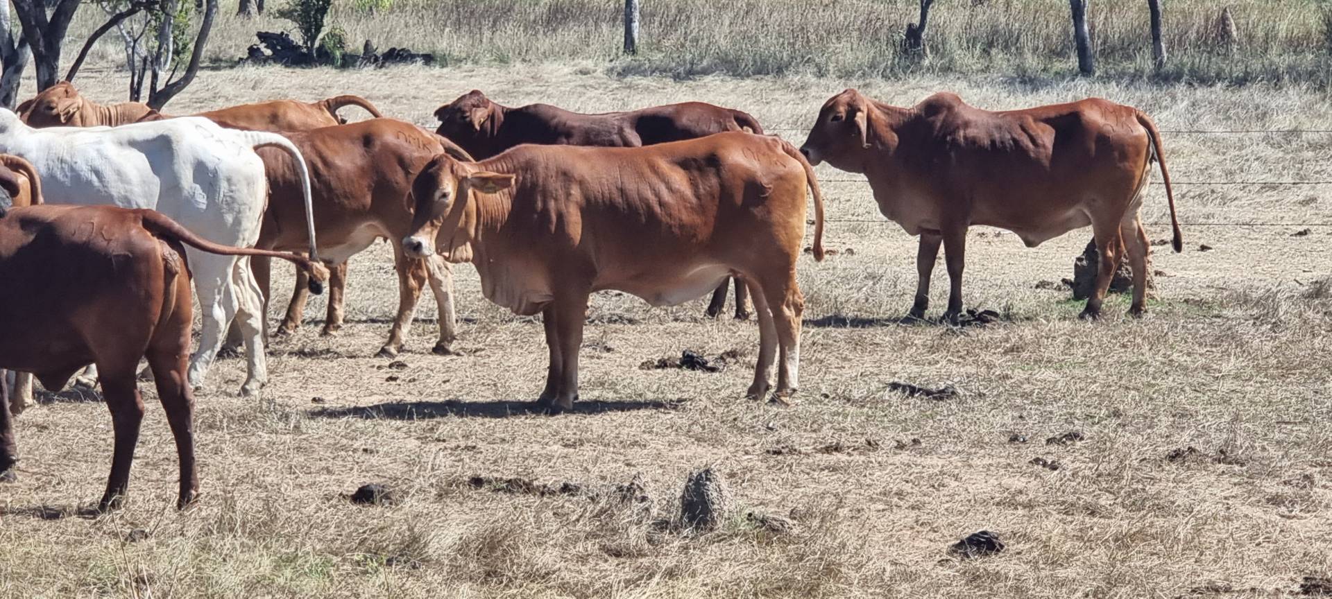 LOT 594 – 62 PTIC COWS FOR SALE | Kennedy Rural
